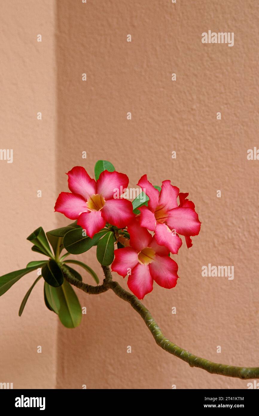 Barbados, St. Peter, Flower and wall Stock Photo - Alamy