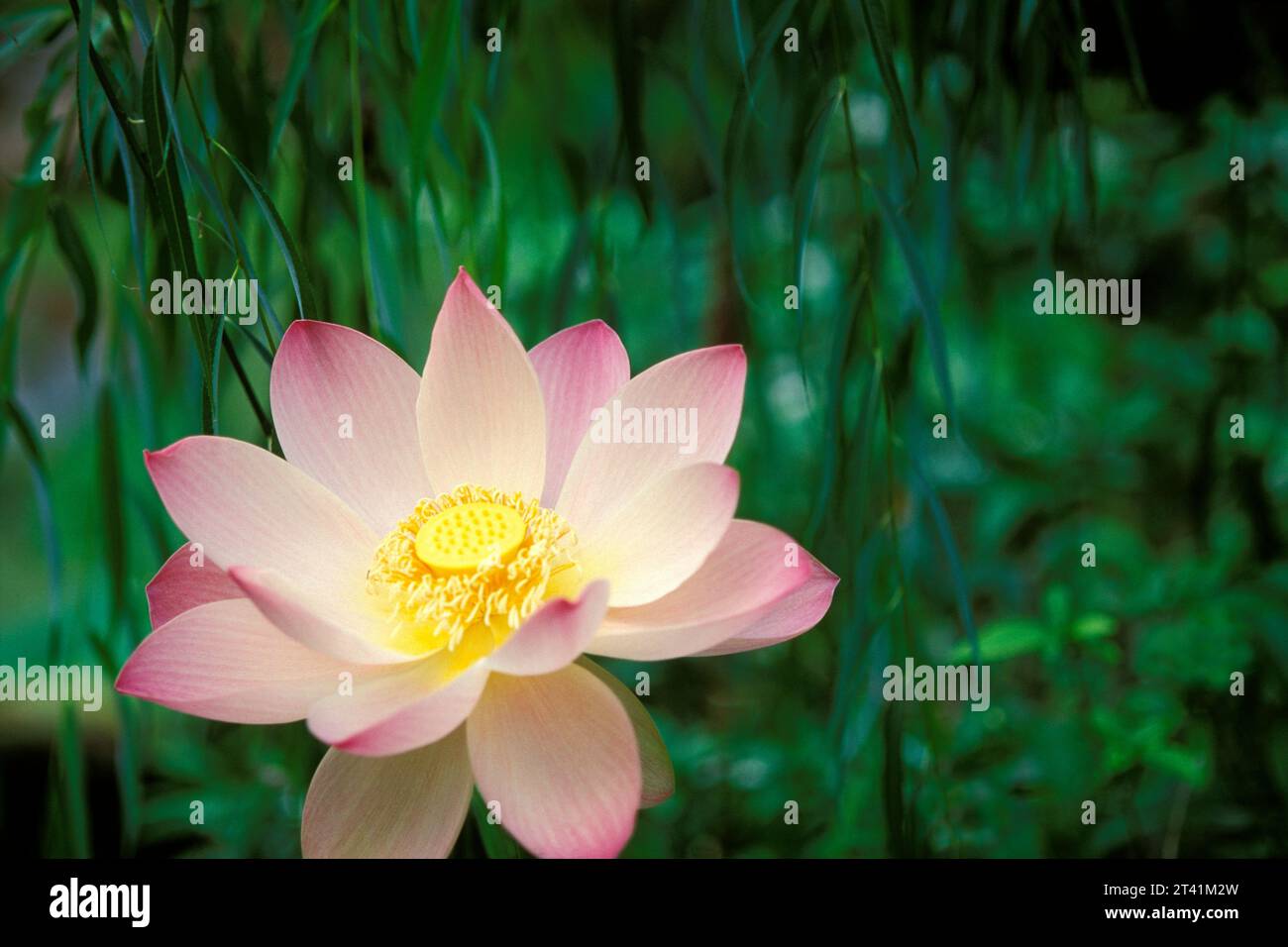 Barbados botanical gardens hi-res stock photography and images - Alamy