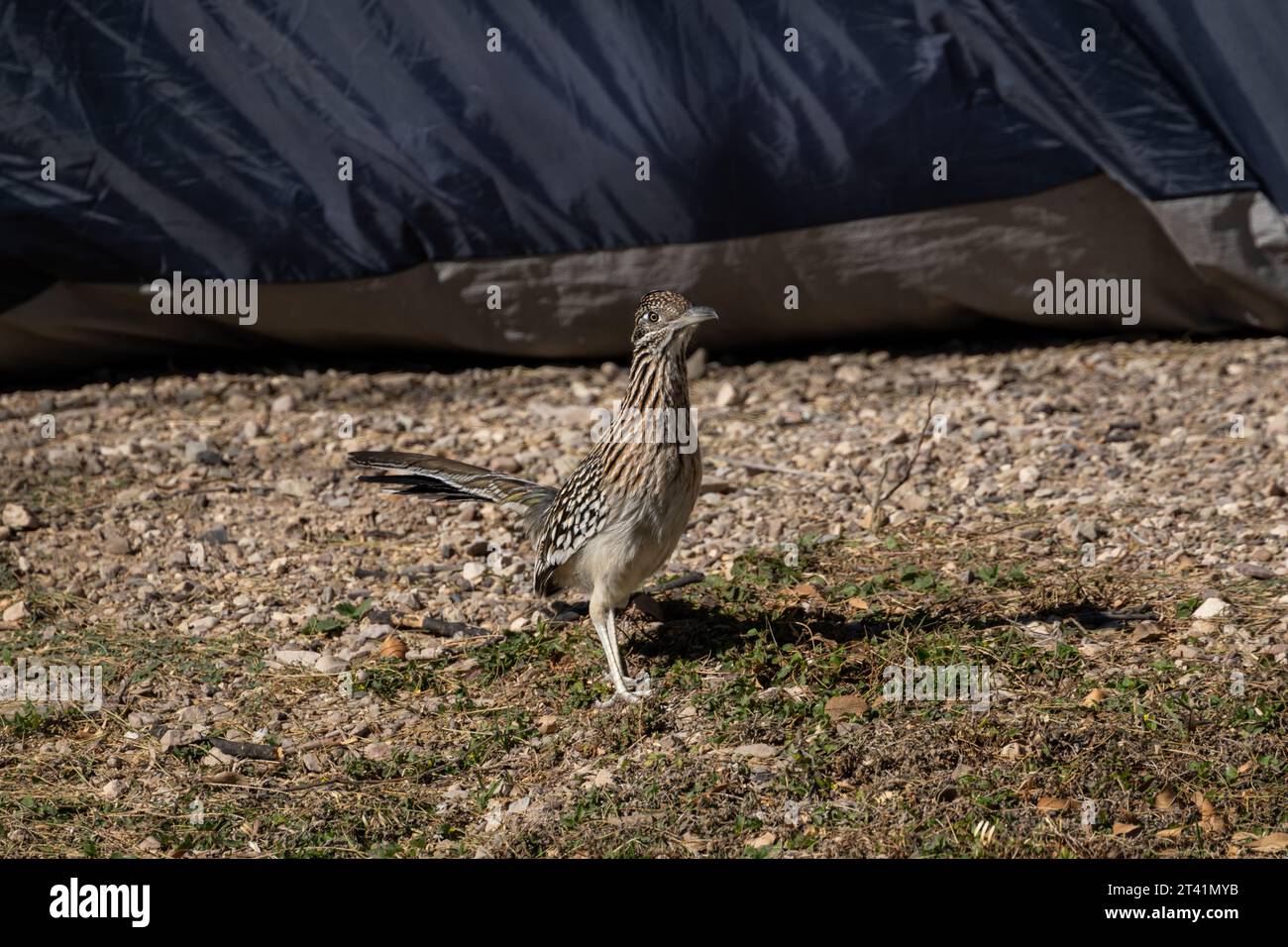 Three quarter profile hi-res stock photography and images - Alamy