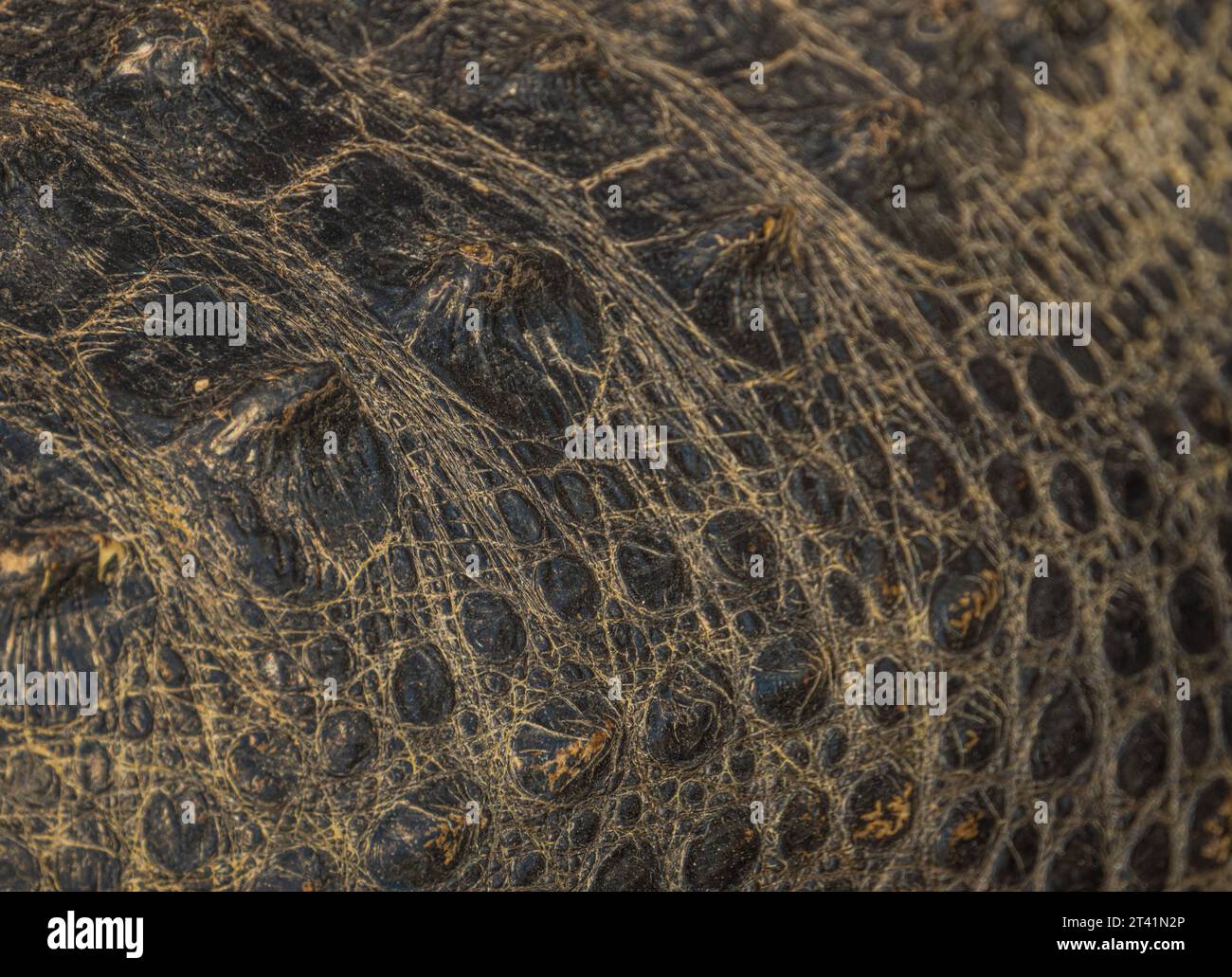 Rough Skin Texture of Aligator Close Up in the Everglades Stock Photo ...