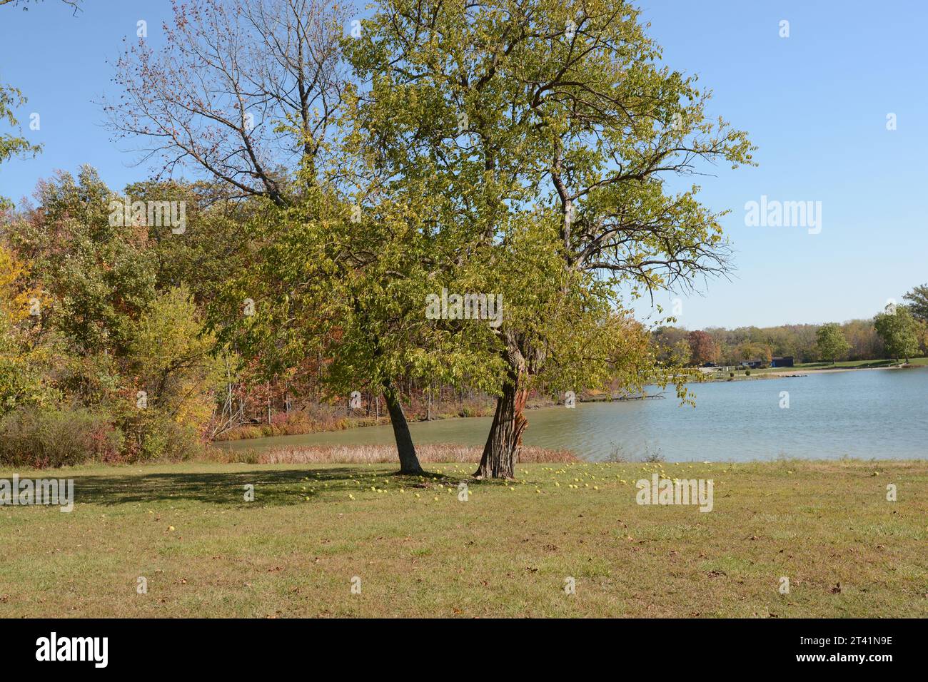 Hedge apple tree growing beside a small lake at the Ouabache State Park ...