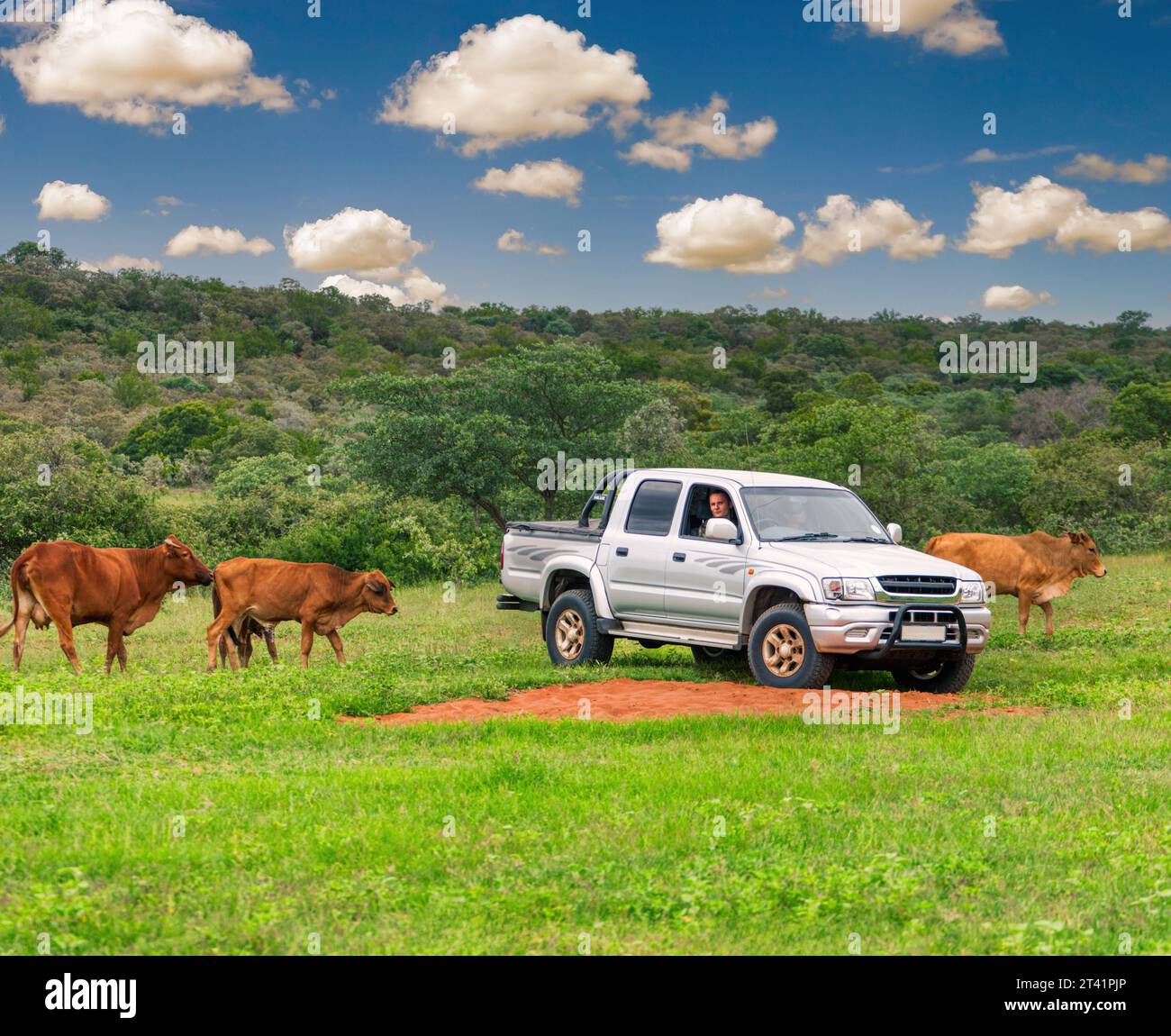 farmer with a 4x4 herding the cattle Stock Photo - Alamy