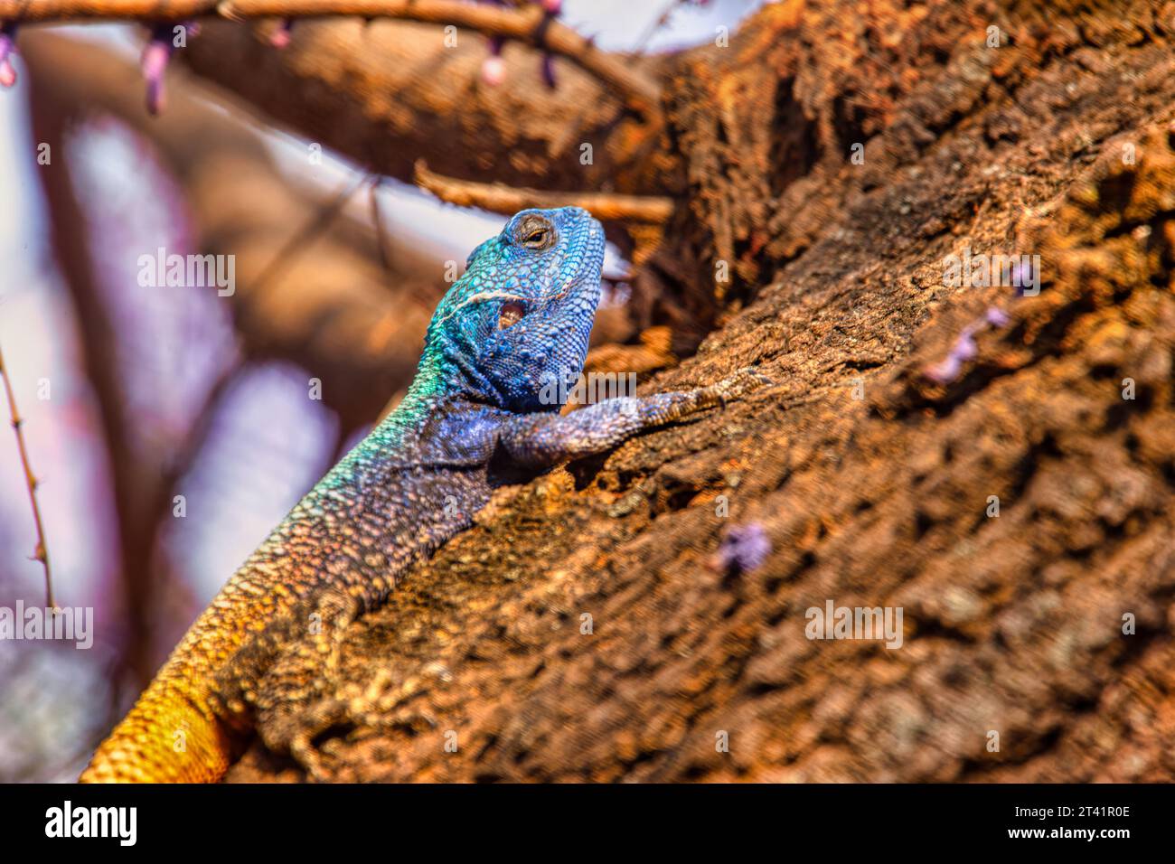 blue head agama lizard, climbing on a tree at sunset Stock Photo - Alamy