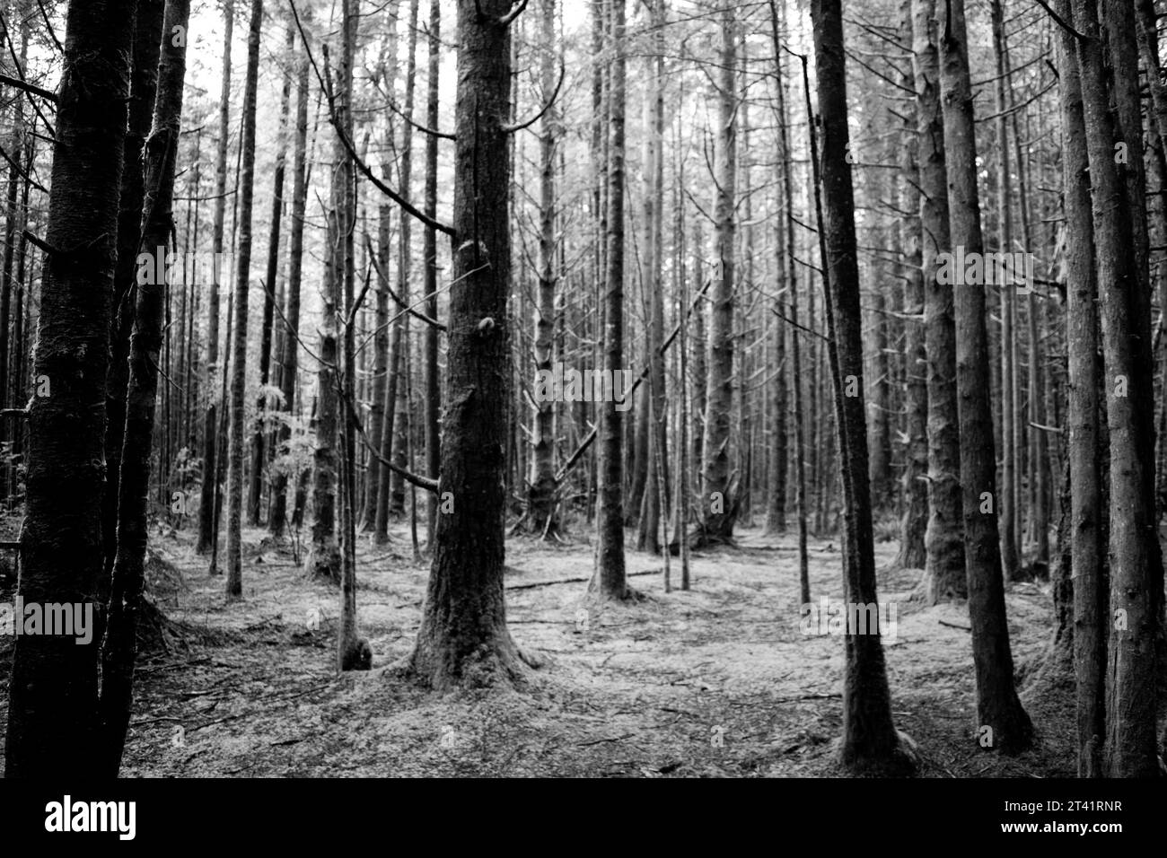 A black and white photograph of a winding forest path, with trees ...