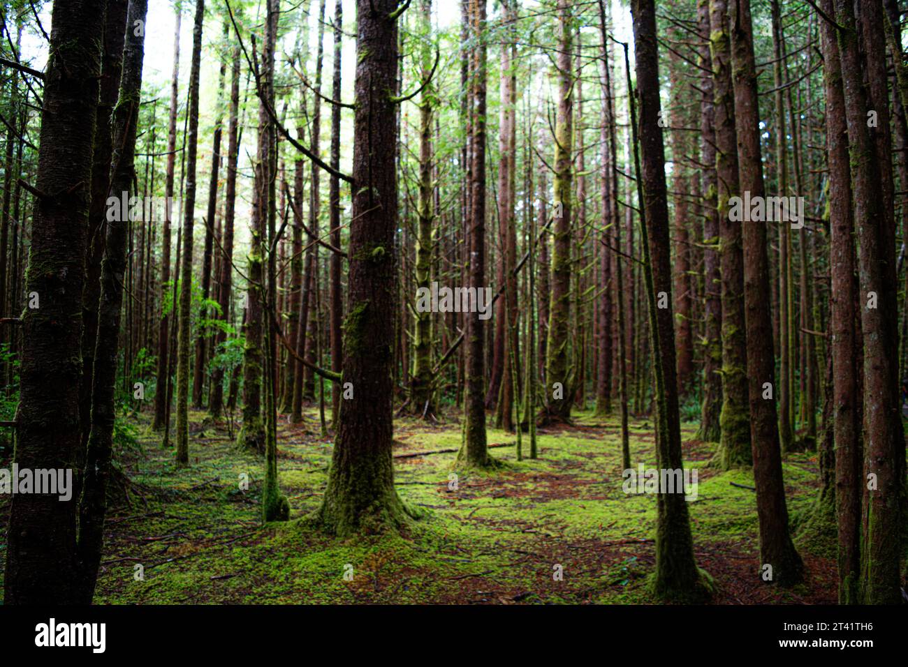 A lush dense forest with flourishing green grass carpeting the floor ...