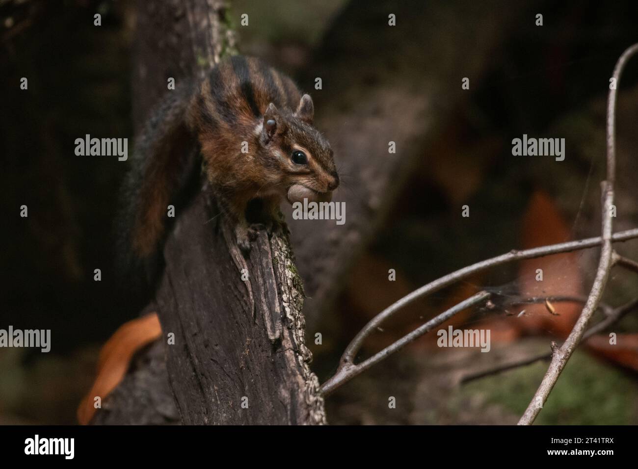A Sonoma chipmunk (Neotamias sonomae) carrying an acorn to cache for ...