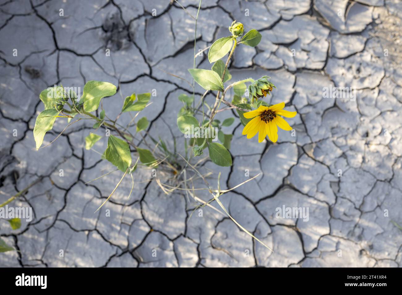 Yellowish terrain hi-res stock photography and images - Alamy