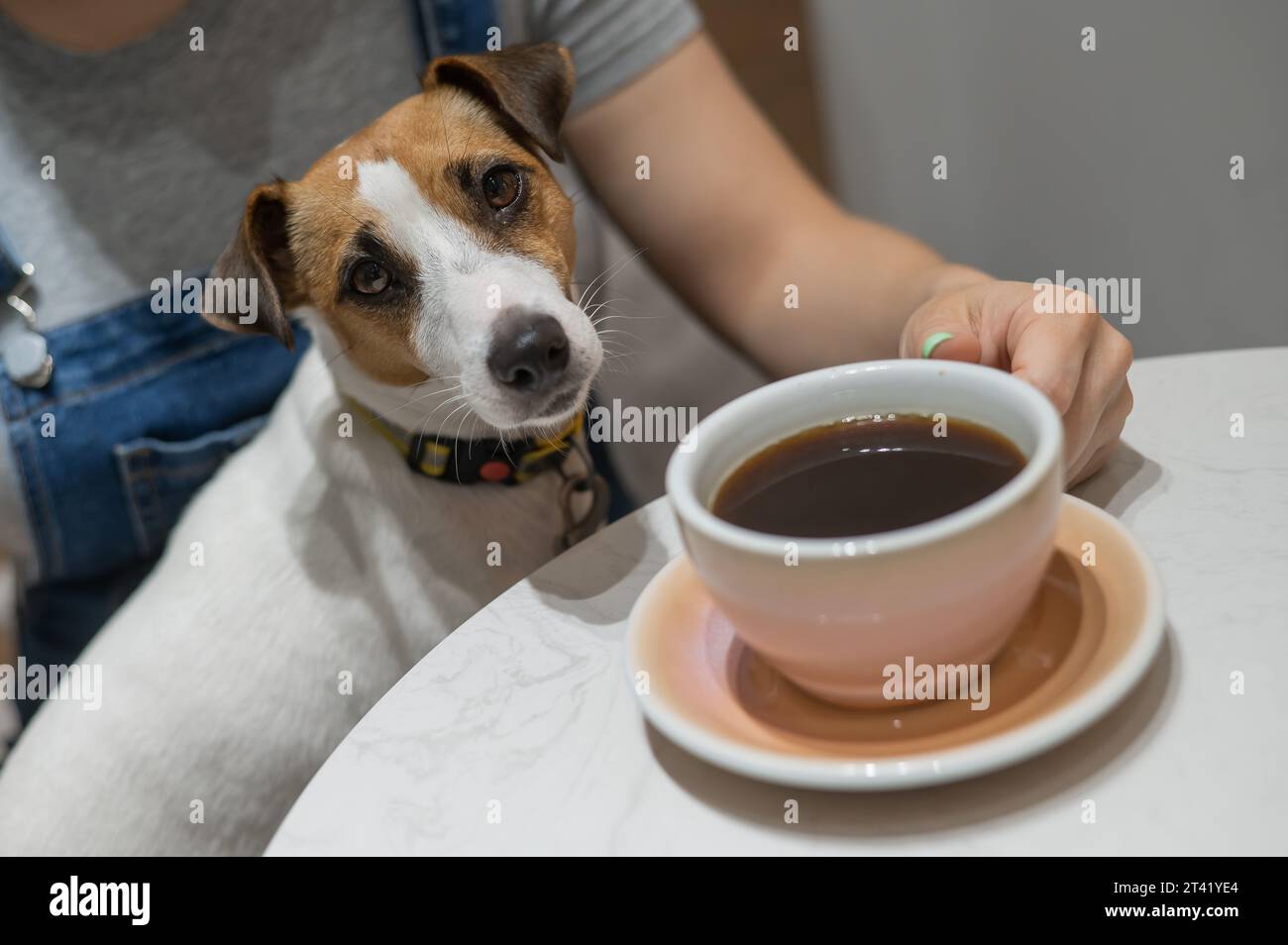Jack Russell sits on the lap of the hostess in a cafe. Woman drinking ...