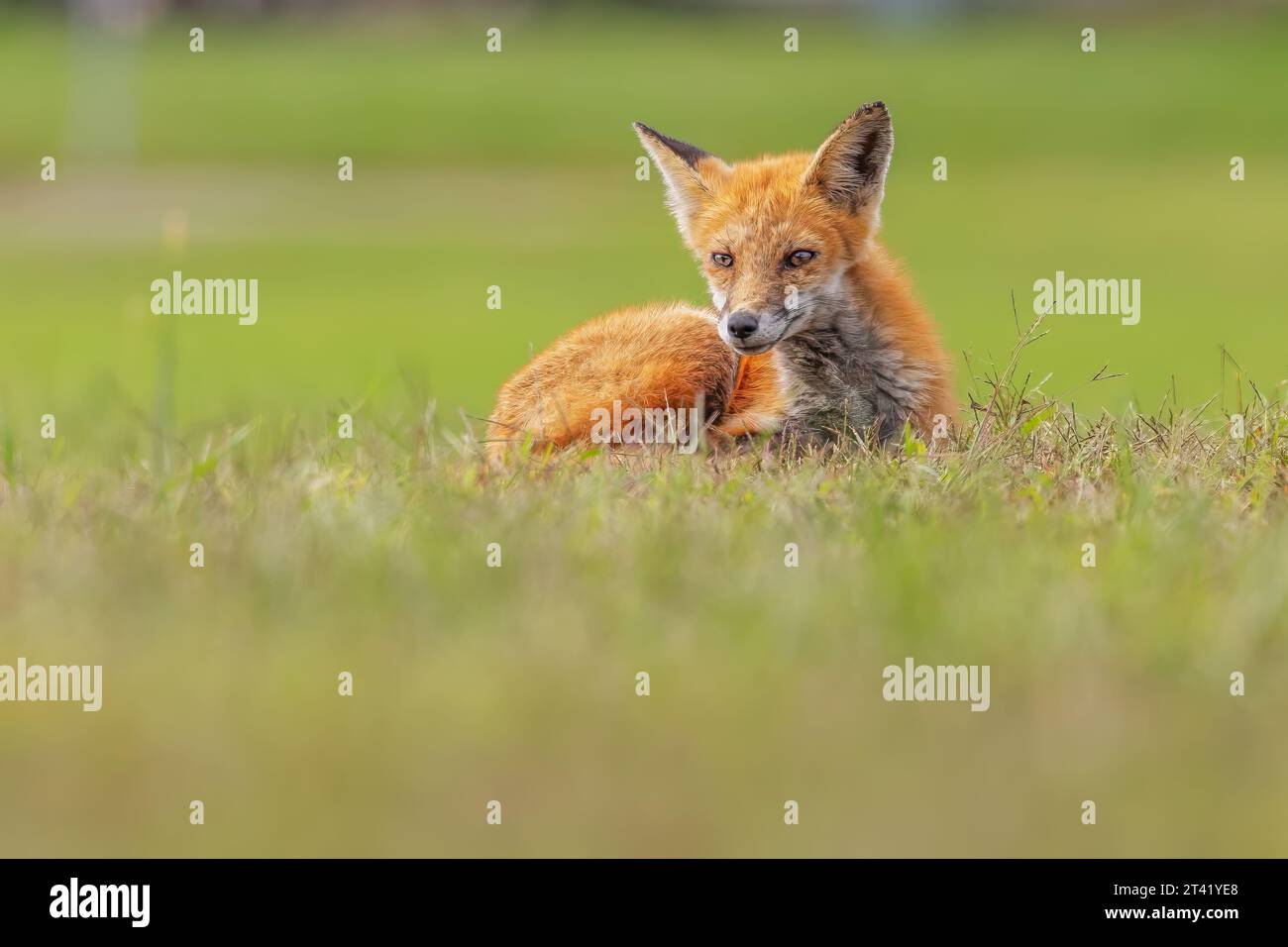 A red fox resting in the green grass outdoors Stock Photo - Alamy