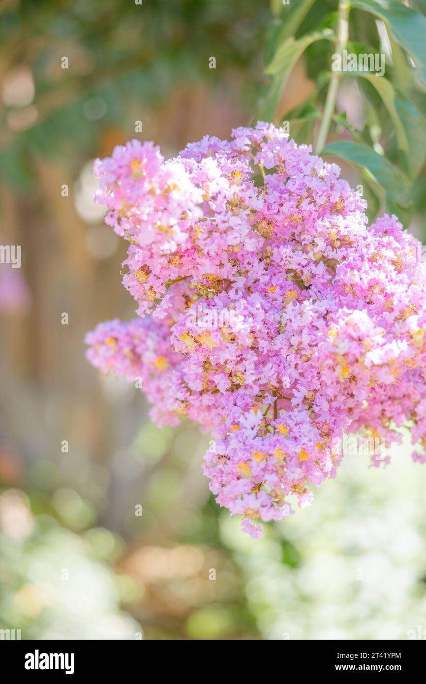 Vibrant clusters of small hi-res stock photography and images - Alamy