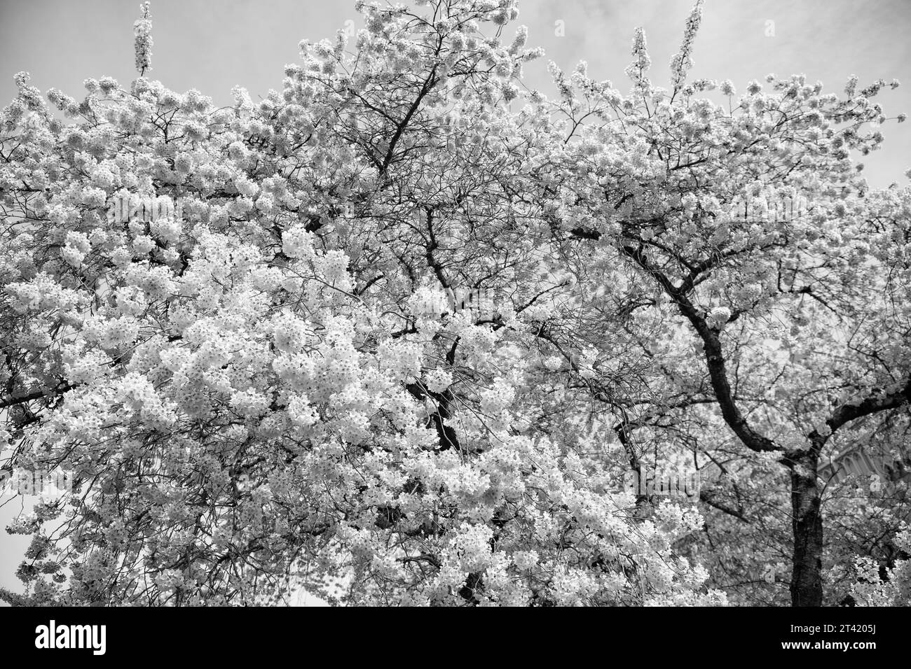 image of sakura blossom tree. sakura blossom in spring. sakura blossom ...