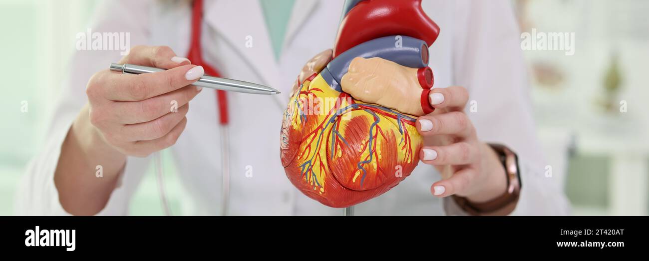 Detailed anatomical heart model hi-res stock photography and images - Alamy