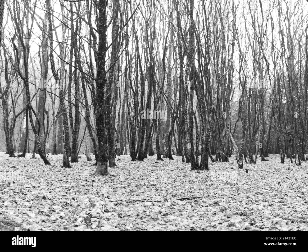 A high-contrast black and white photograph of an outdoor forest ...