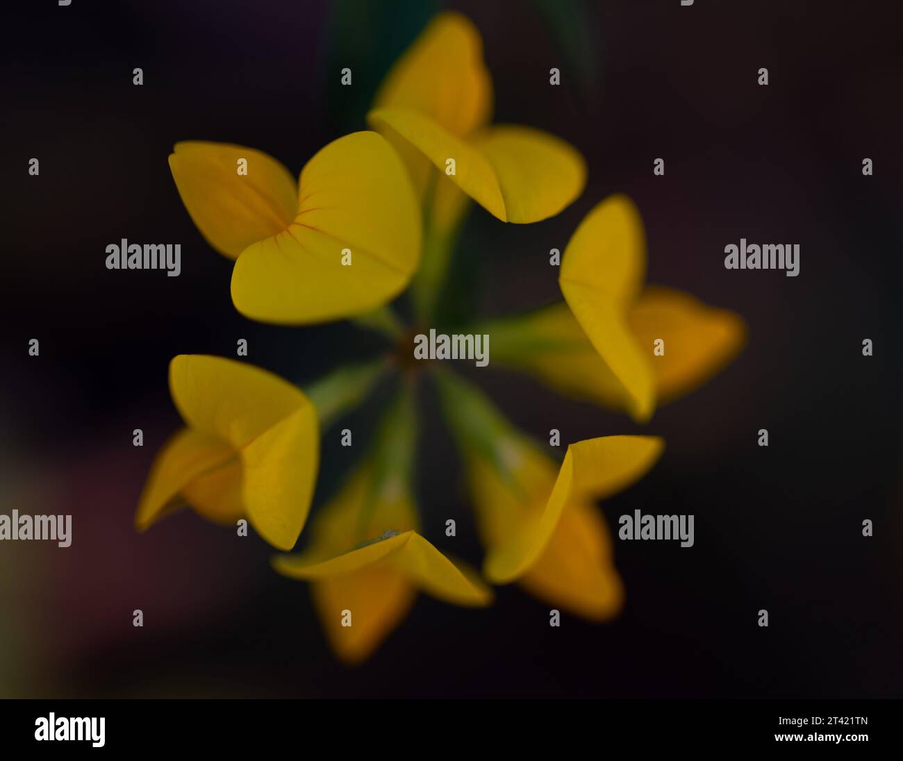 A stunning close-up top-down view of a bright yellow flower, with a ...