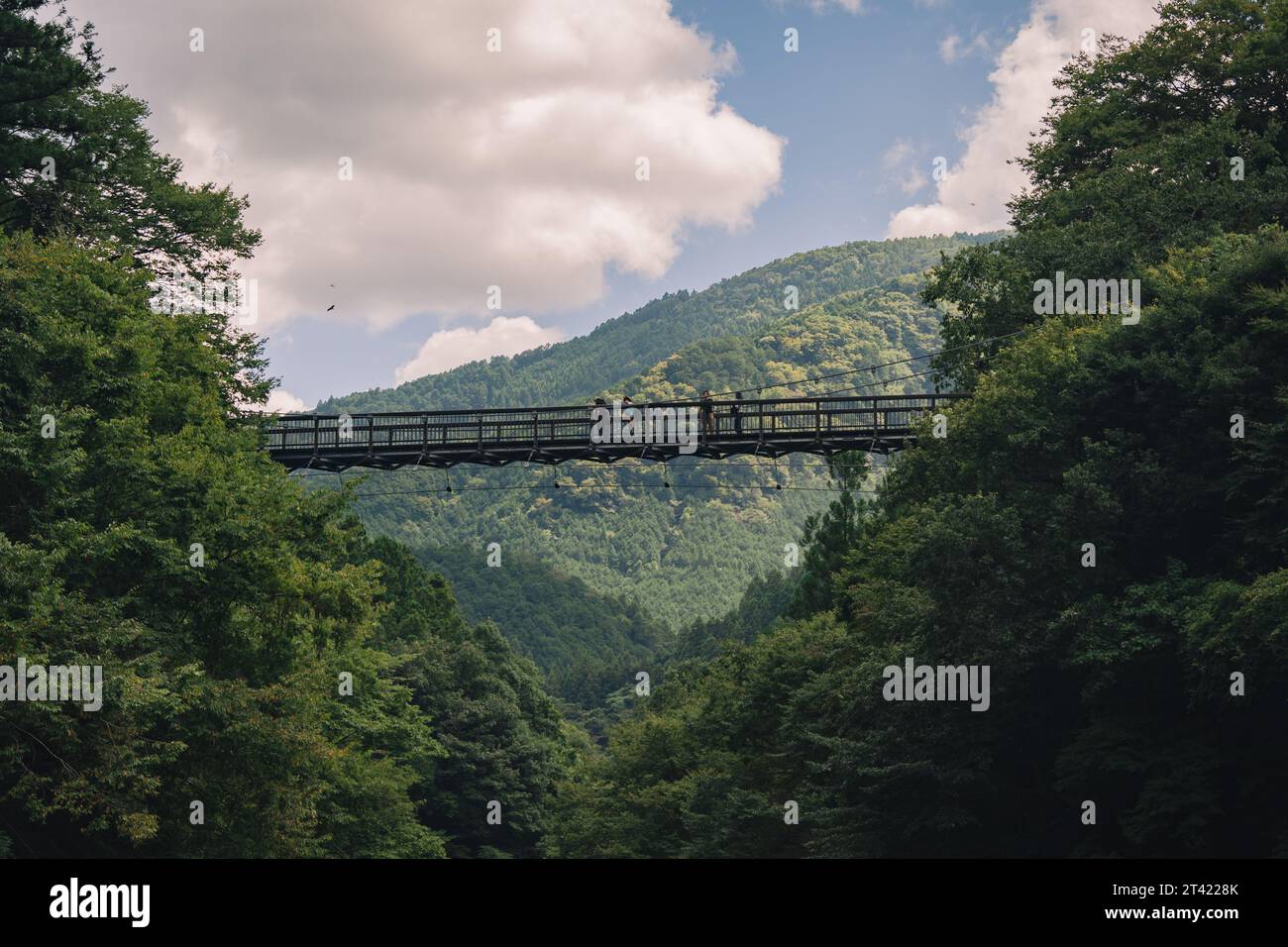 A pedestrian bridge spanning a forest, surrounded by lush trees and ...