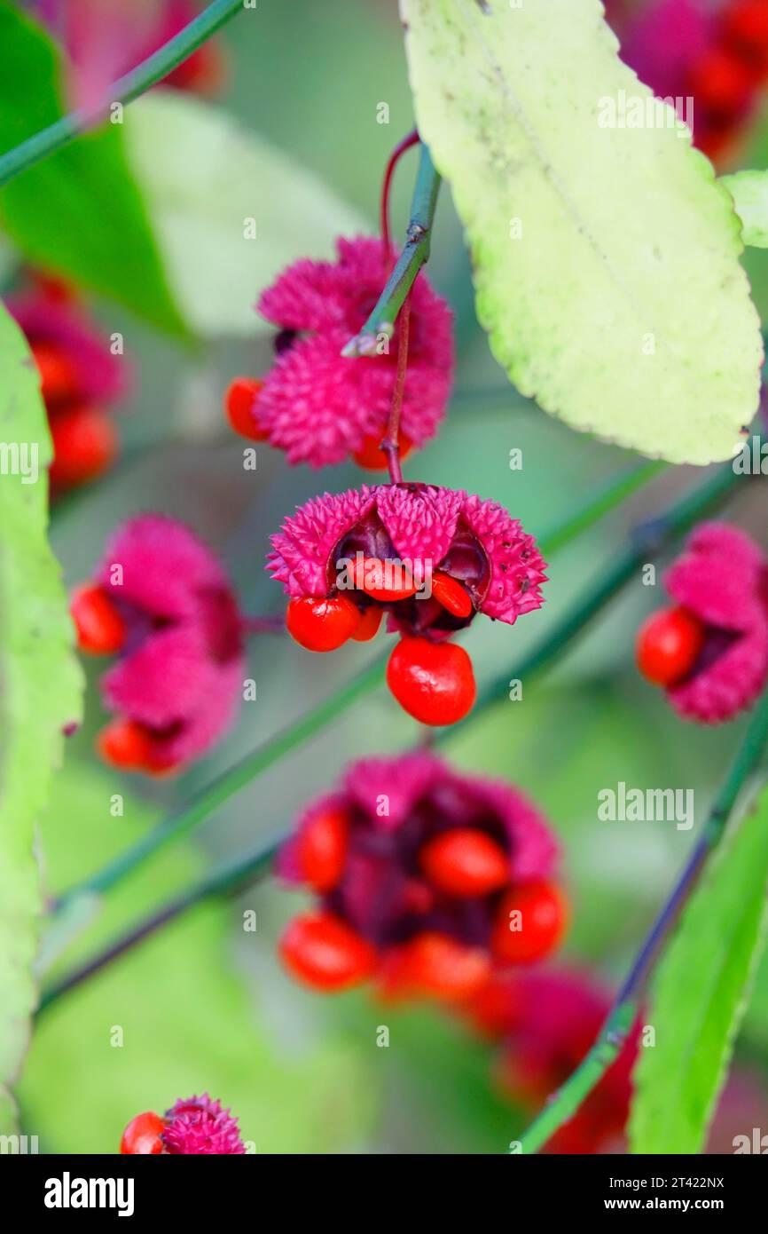 American spindle bush, autumn, Germany Stock Photo - Alamy