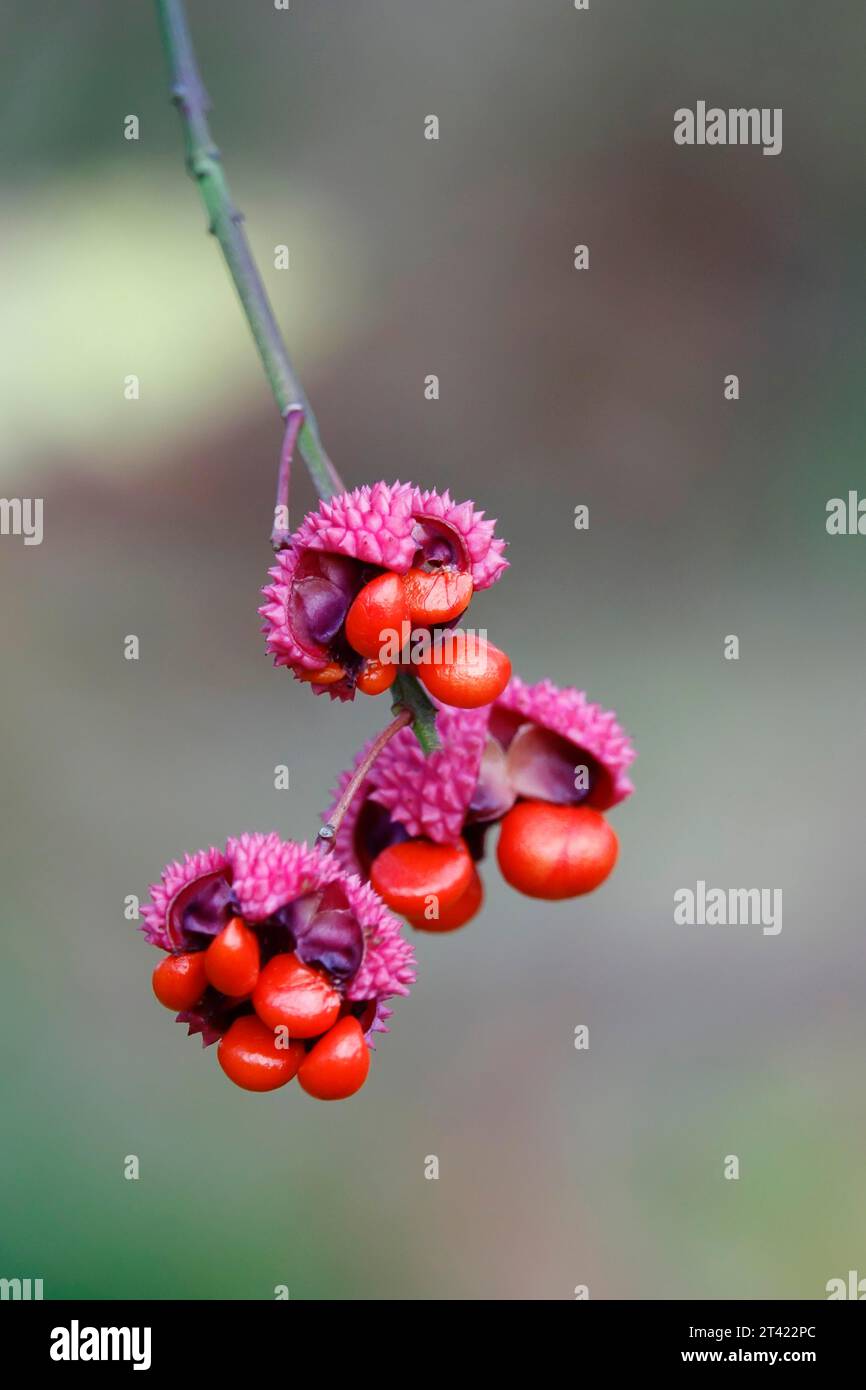 American spindle bush, autumn, Germany Stock Photo - Alamy