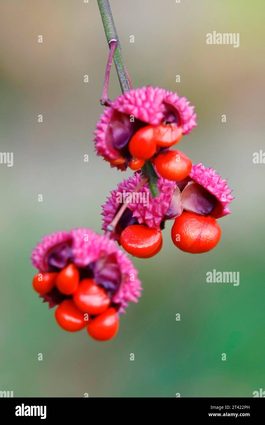 American spindle bush, autumn, Germany Stock Photo - Alamy