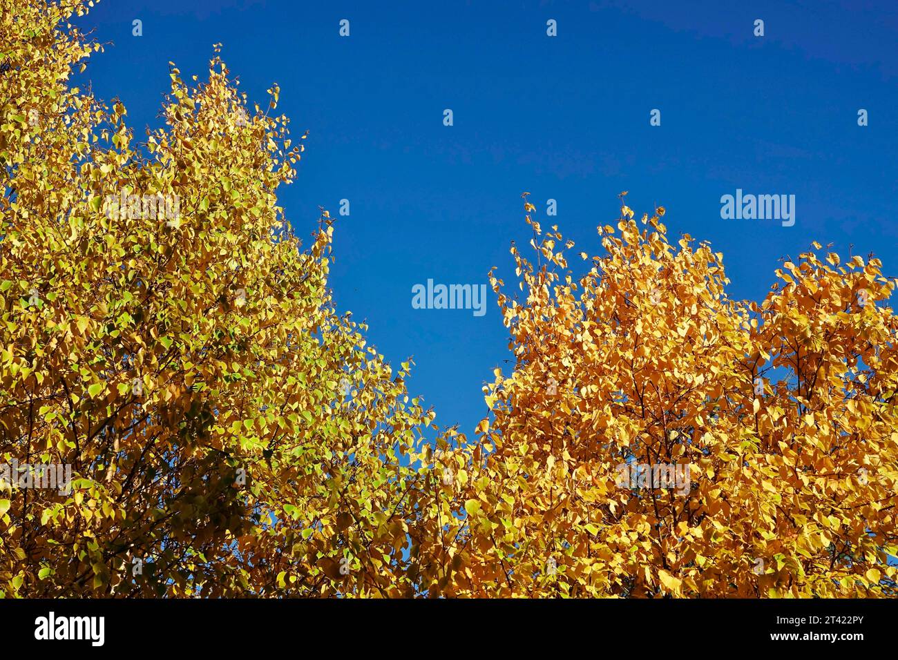 Autumn time, birch trees, October, Germany Stock Photo - Alamy