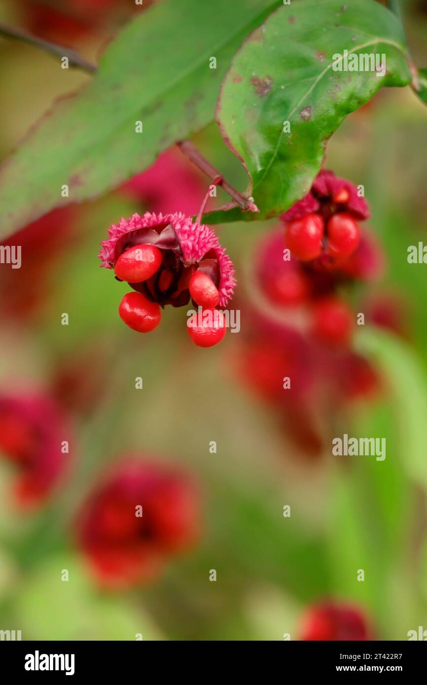 American spindle bush, autumn, Germany Stock Photo - Alamy