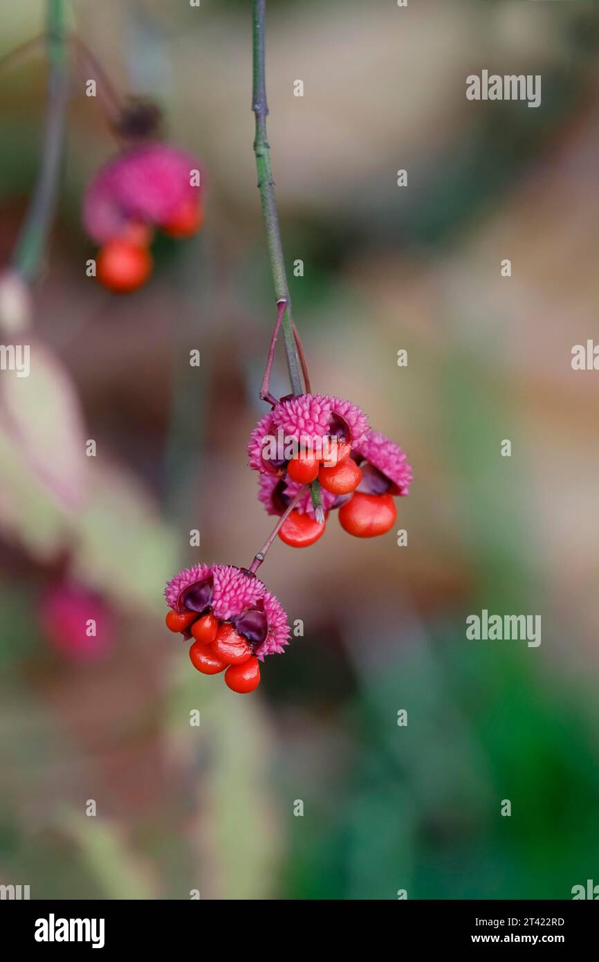 American spindle bush, autumn, Germany Stock Photo - Alamy