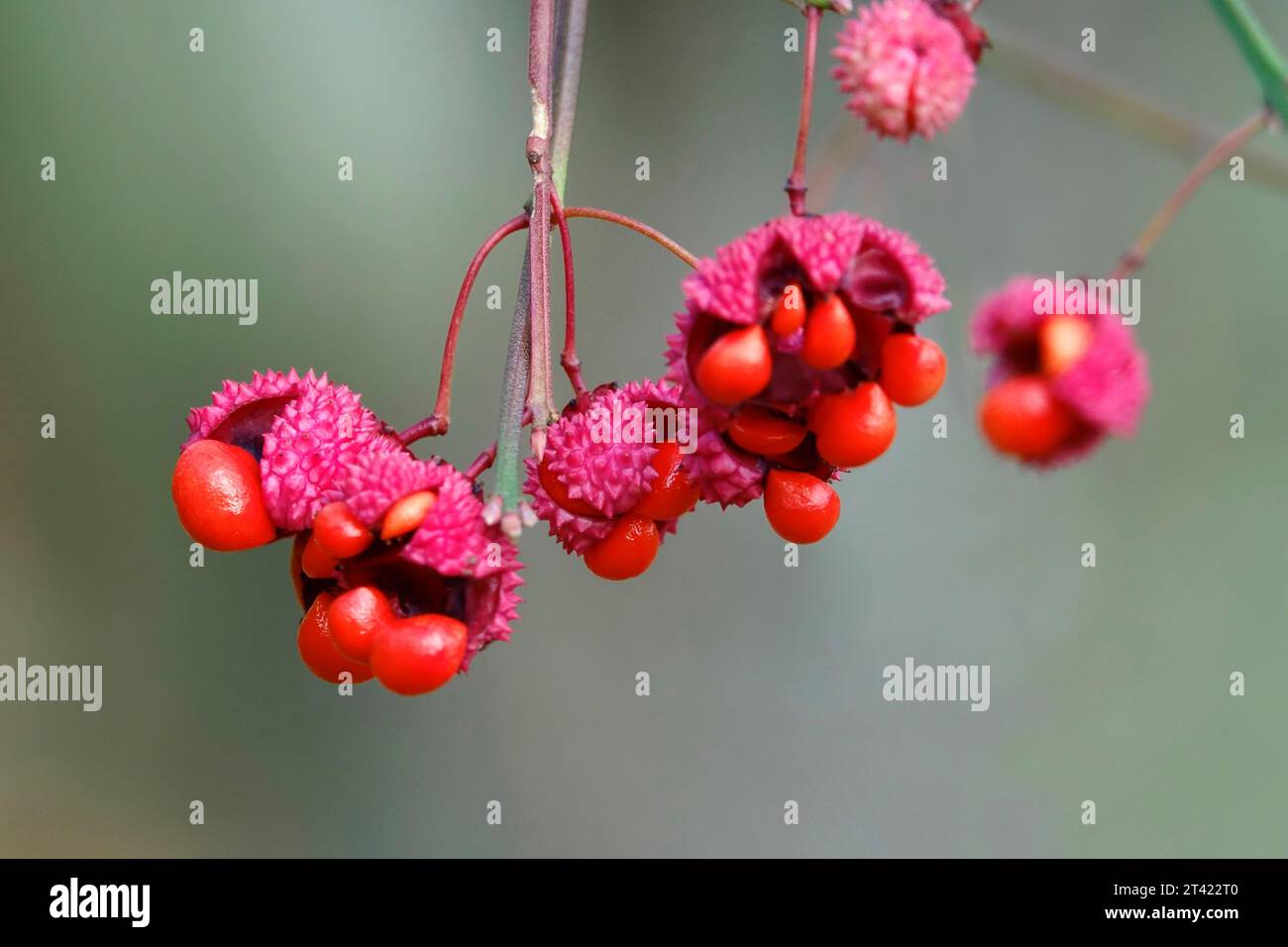 American spindle bush, autumn, Germany Stock Photo - Alamy