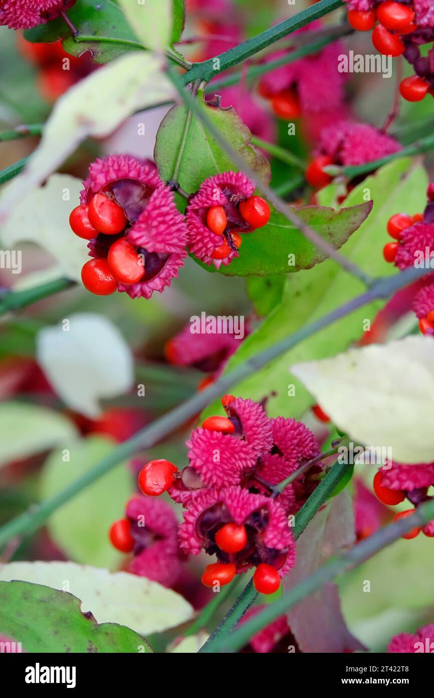 American spindle bush, autumn, Germany Stock Photo - Alamy