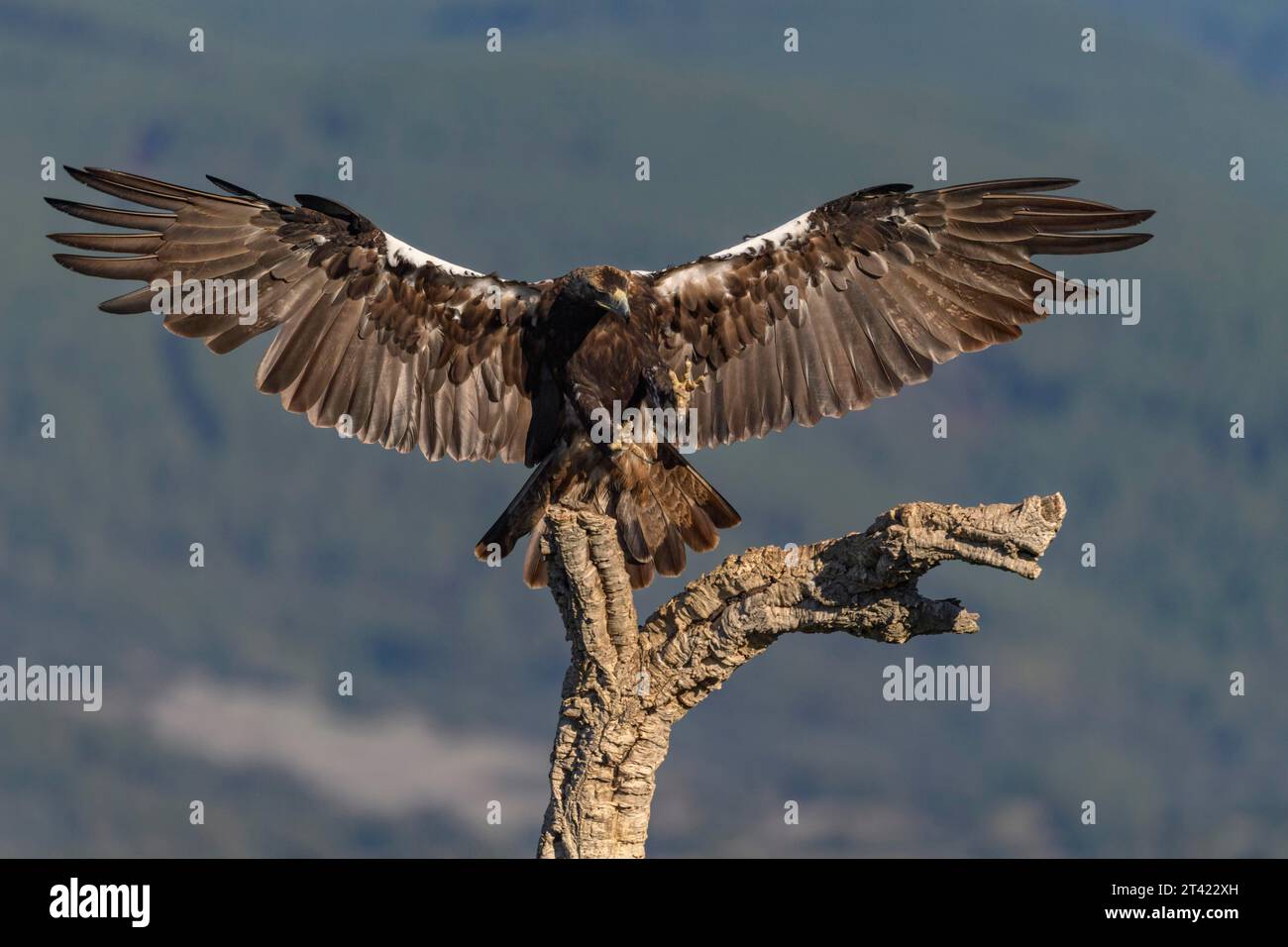 Spanish imperial eagle (Aquila adalberti), adult bird approaching a ...