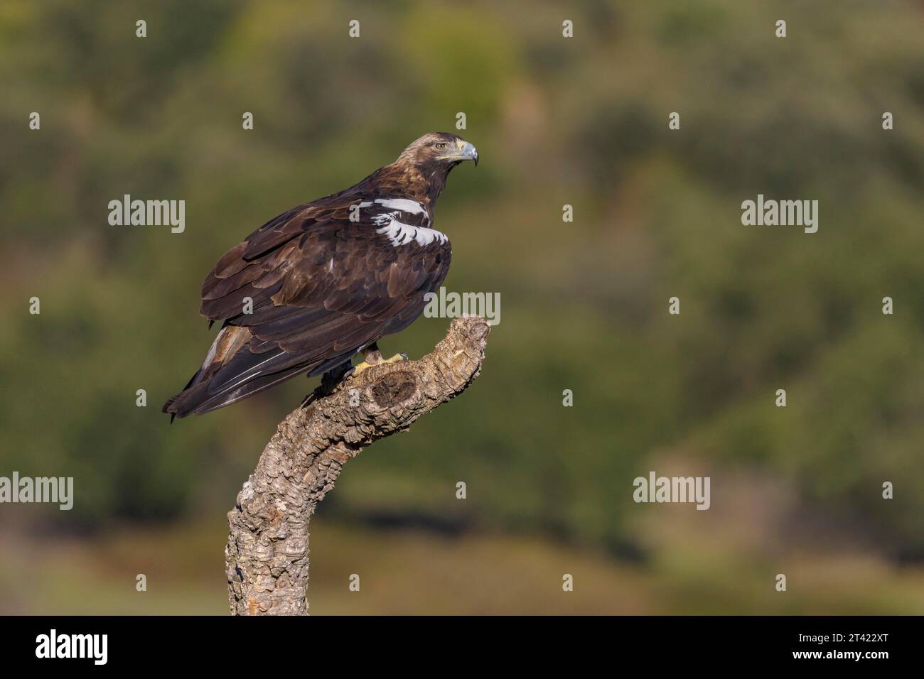 Imperial oak tree hi-res stock photography and images - Alamy