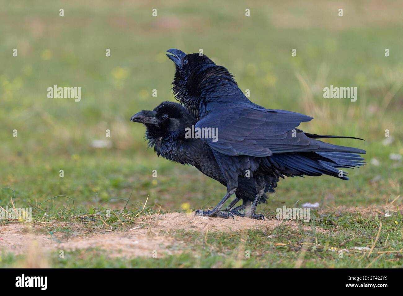 Common raven (Corvus corax), mating pair, Toledo province, Castile, La ...