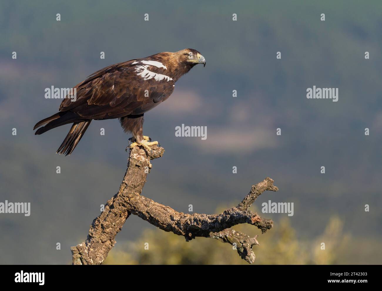 Spanish imperial eagle (Aquila adalberti), adult bird on a deadwood ...