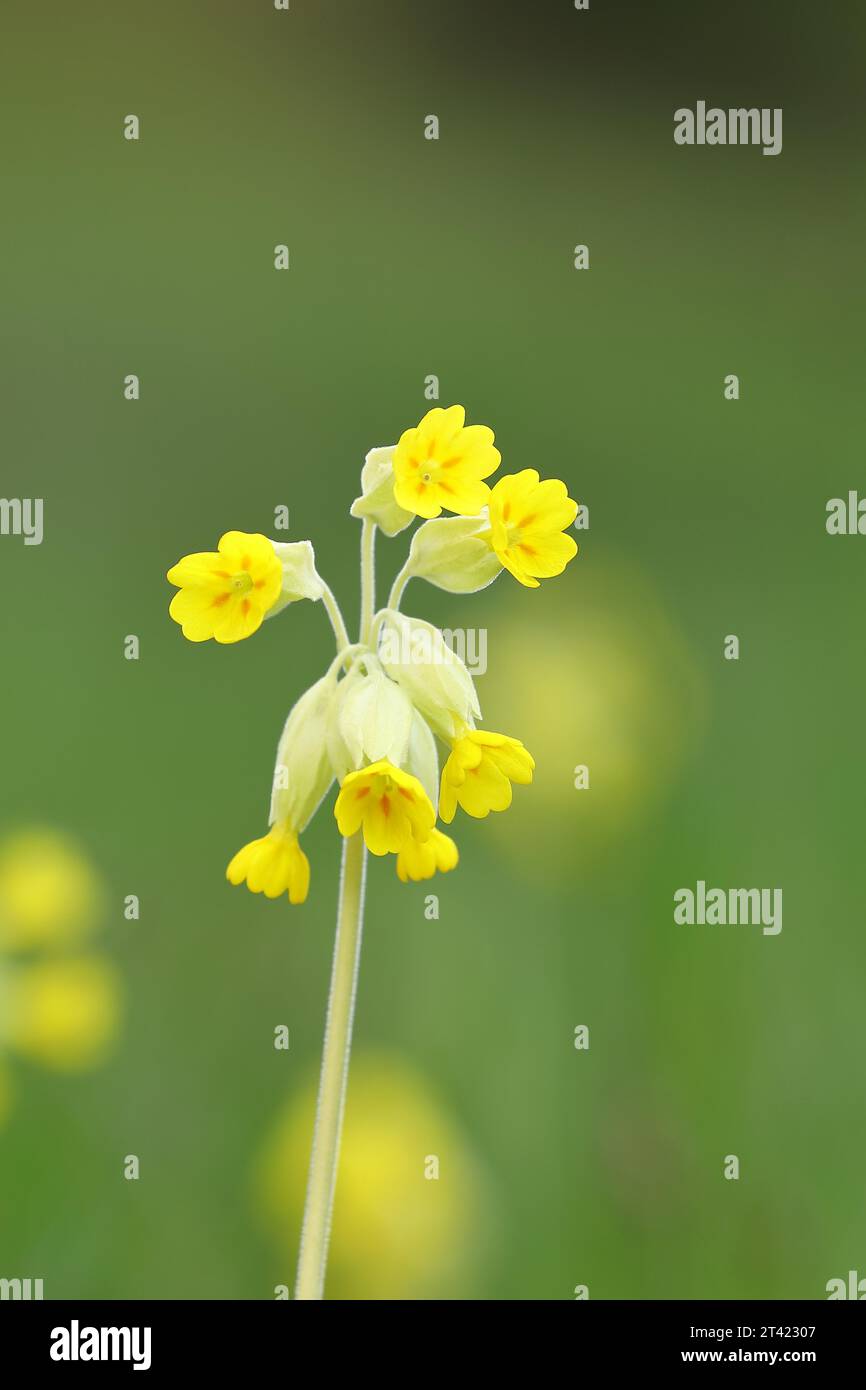 Common cowslip (Primula veris), primrose family, cowslip, apothecary ...