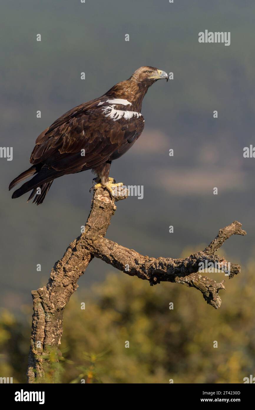 Spanish imperial eagle (Aquila adalberti), adult bird on a deadwood ...