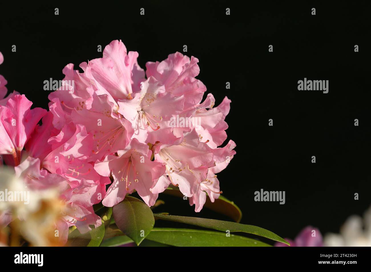 Rhododendron flowers (Rhododendron Homer), pink flowers in a garden ...
