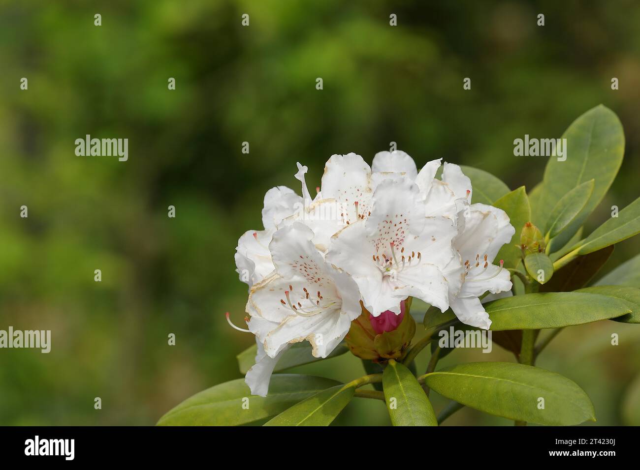 Rhododendron flowers (Rhododendron Homer), white flowers, in a garden ...