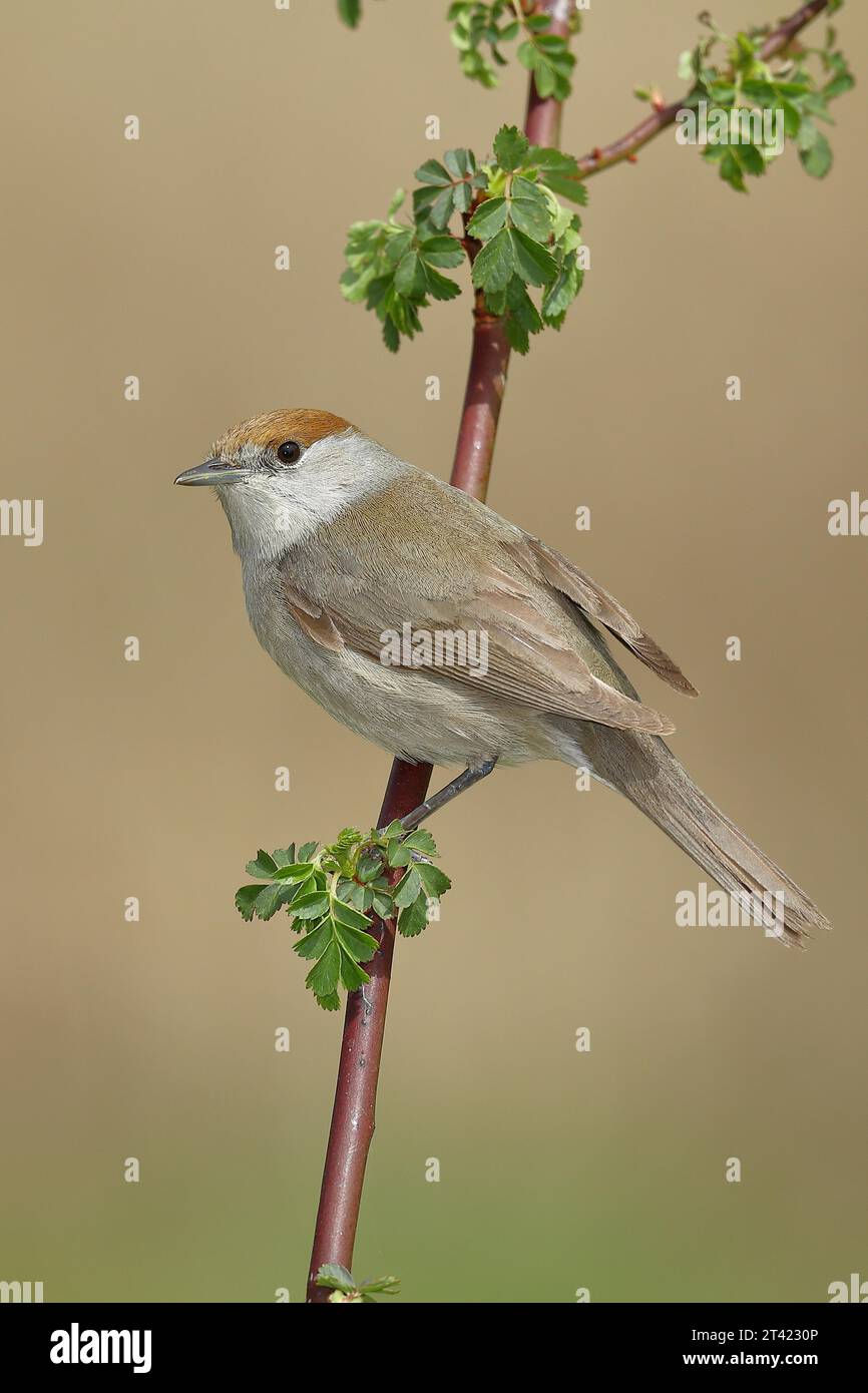 Blackcap (Sylvia atricapilla), female, sitting on a branch of a dog ...