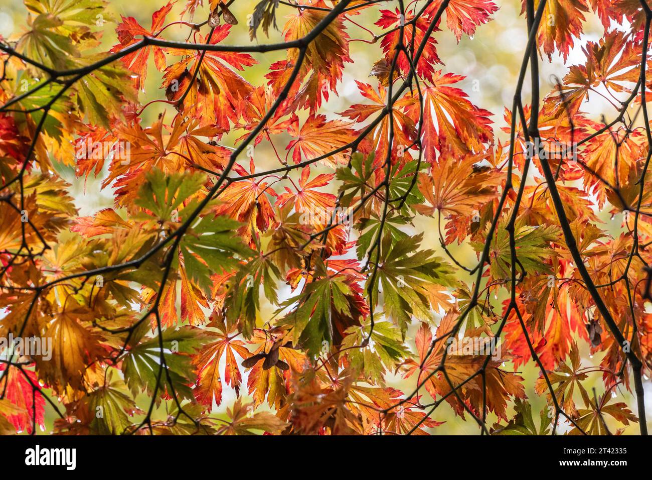 Fullmoon maple (Acer japonicum Aconitifolium), autumn foliage, Emsland ...