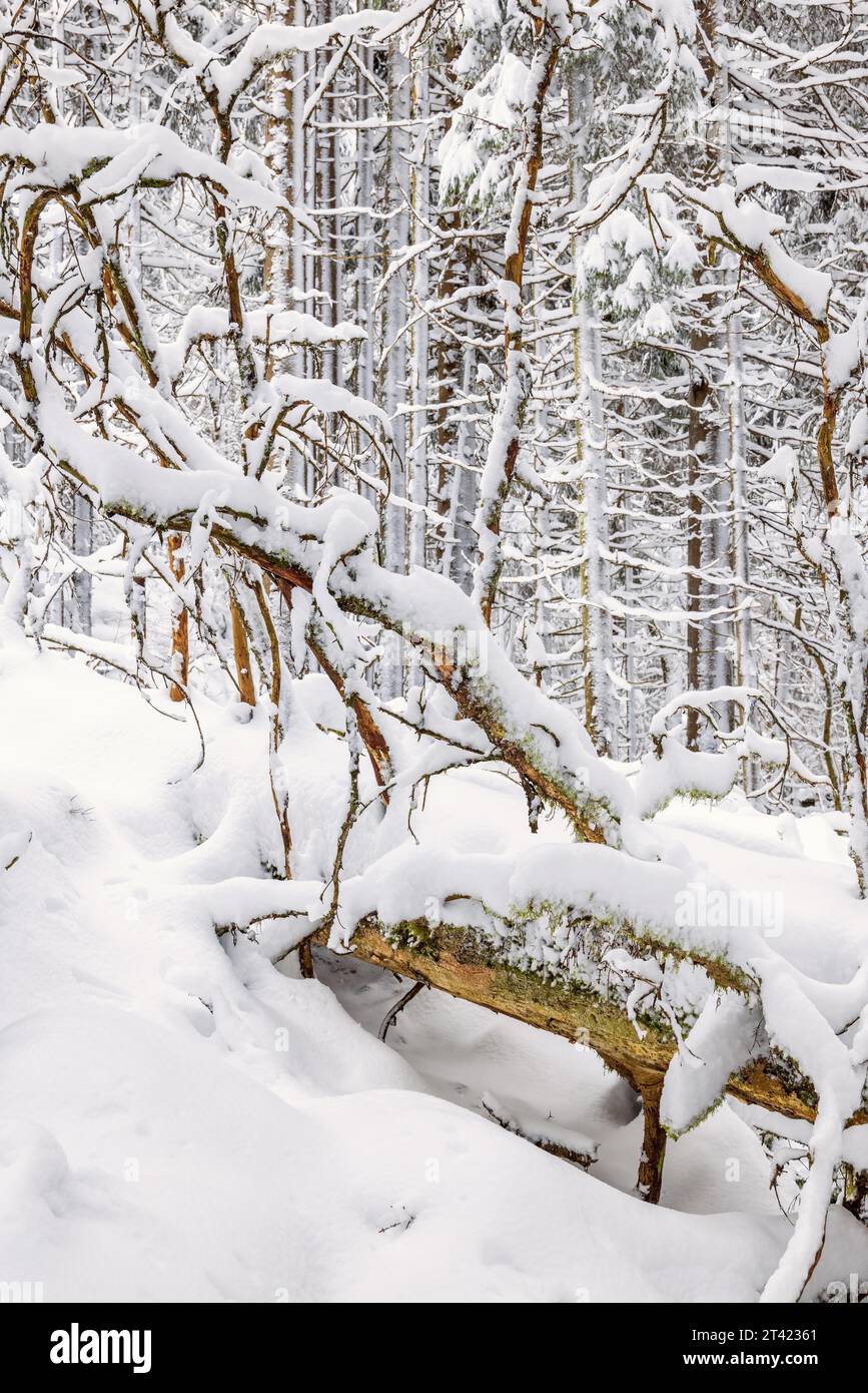 Fallen cold hi-res stock photography and images - Alamy