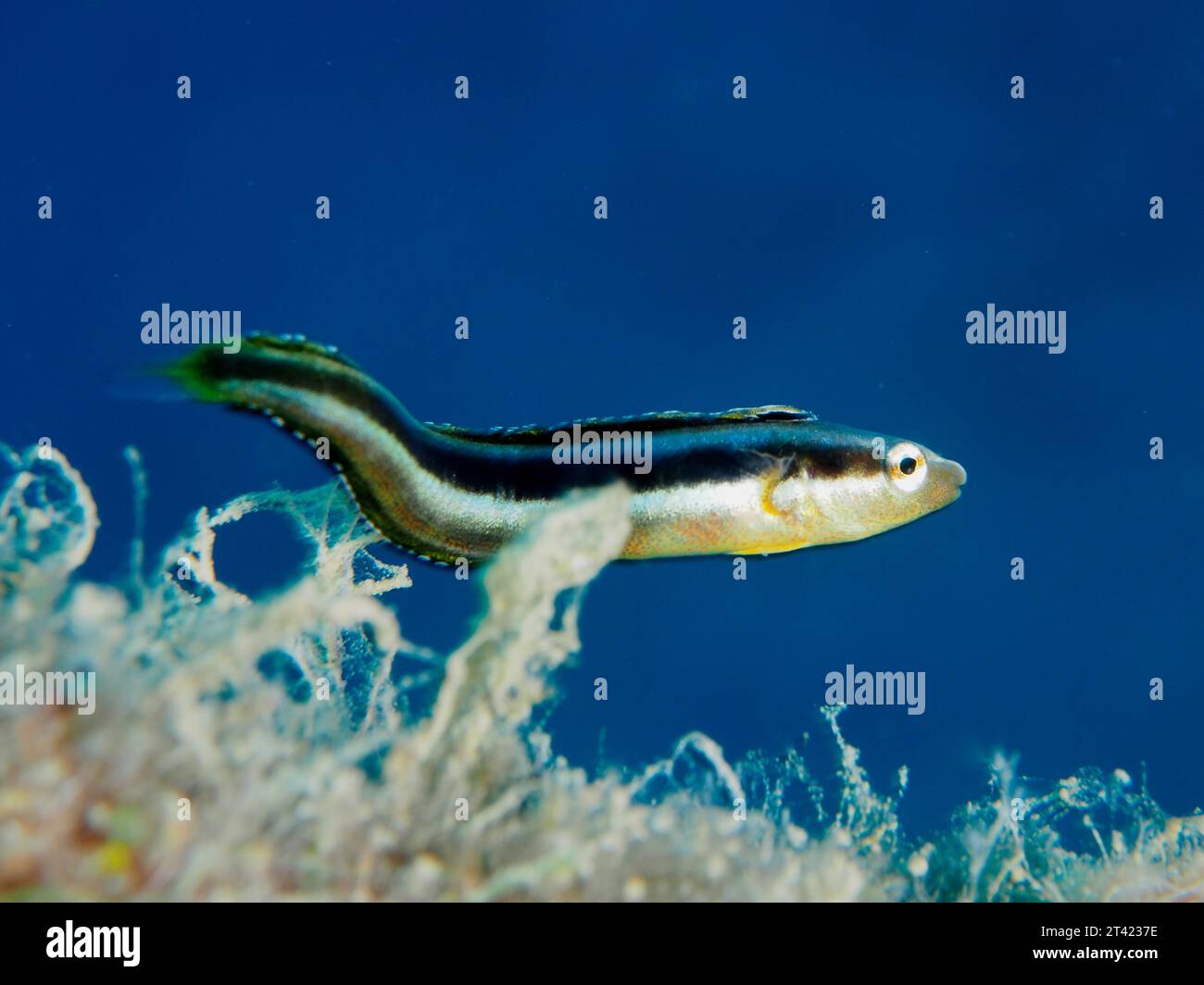 Dussumier's sabre-tooth blenny (Aspidontus dussumieri), female, dive ...