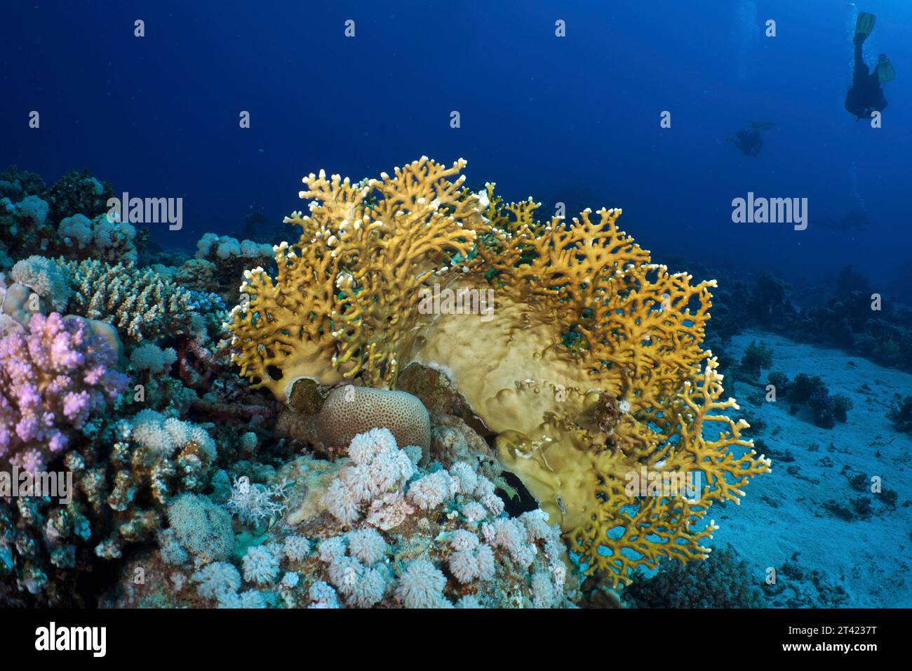 Net fire coral (Millepora dichotoma), net fire coral, diver in the ...