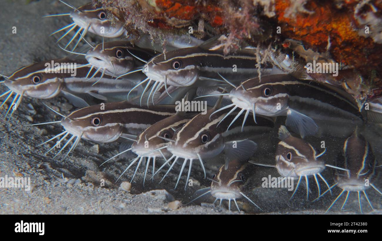 Group, school of striped eel catfish (Plotosus lineatus), juvenile ...