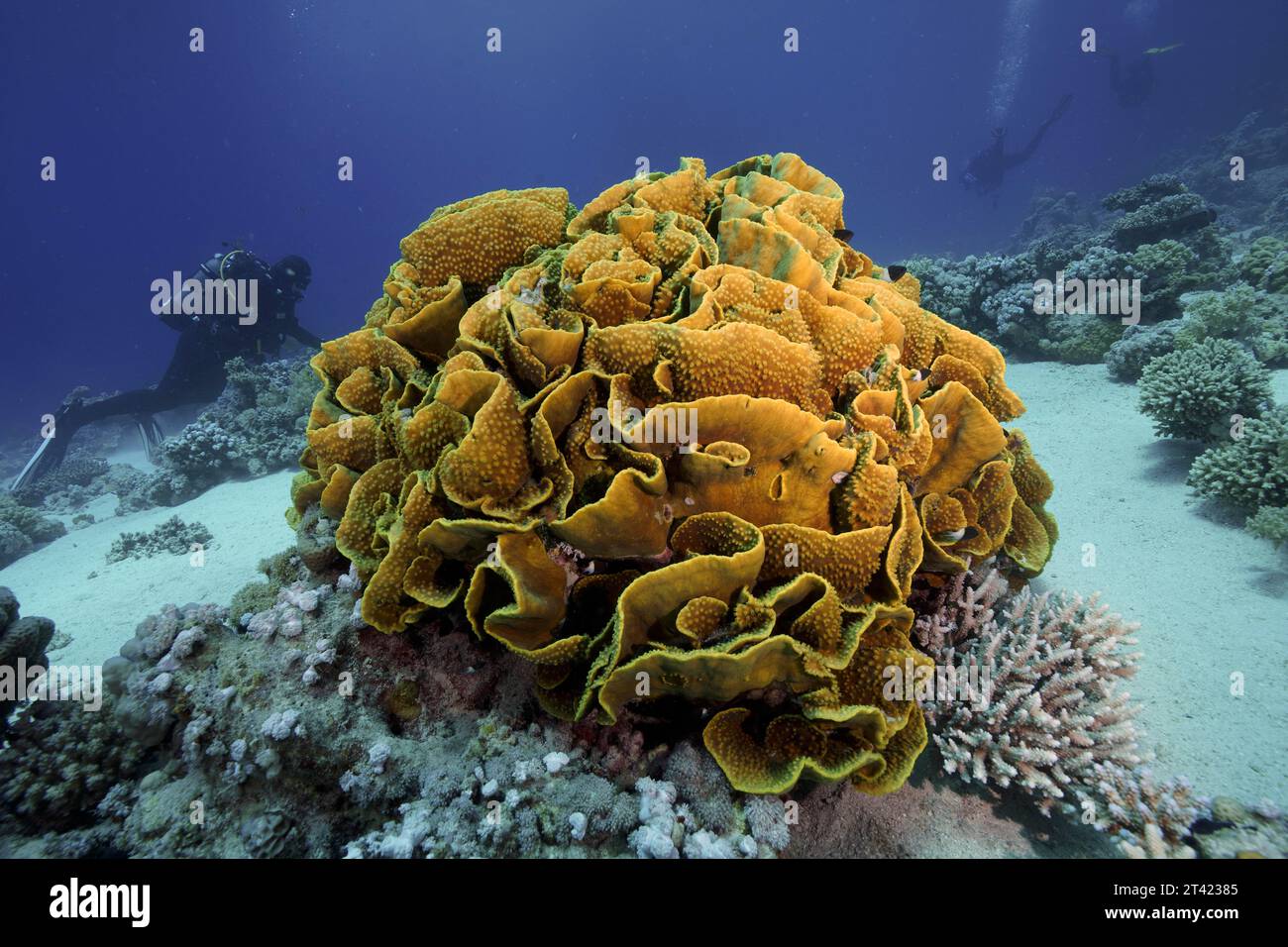 Yellow scroll coral (Turbinaria reniformis) and diver, Marsa Shona reef ...