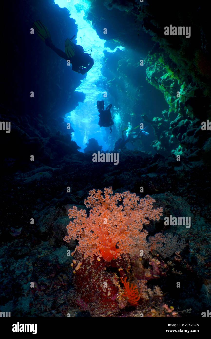 Hemprich's tree coral (Dendronephthya hemprichi) in a cave, diver in ...