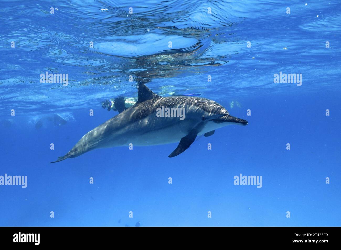 Spinner dolphin (Stenella longirostris), spinner dolphin, snorkellers ...