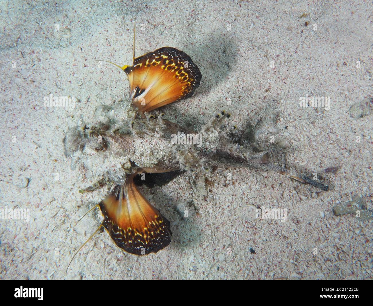 A Red Sea walkman filament devilfish (Inimicus filamentosus) Devilfish ...