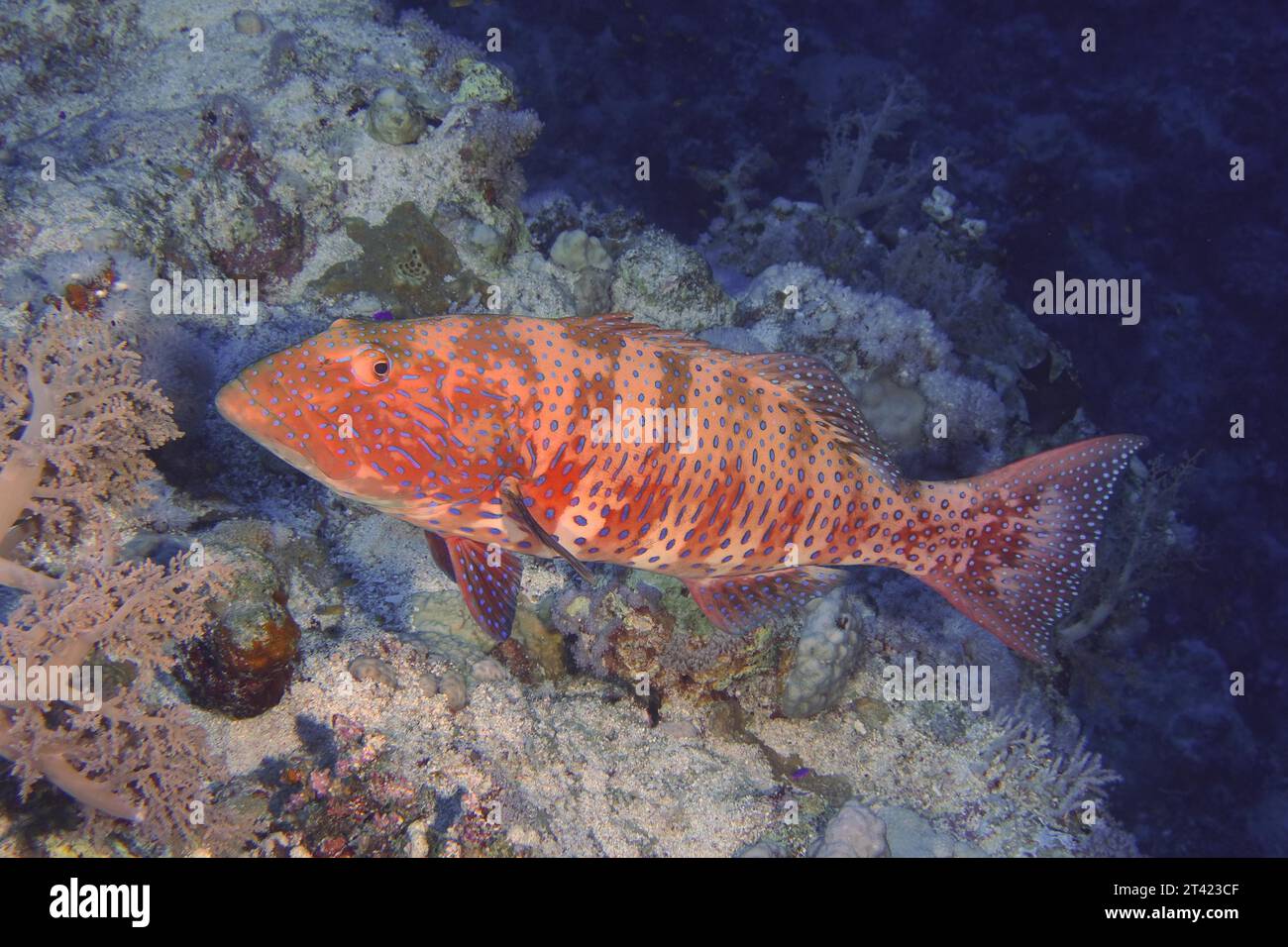 Red Sea trout perch (Plectropomus pessuliferus marisrubri), Dangerous ...