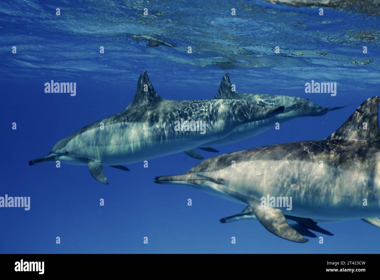 School, Group of spinner dolphin (Stenella longirostris), Spinner ...