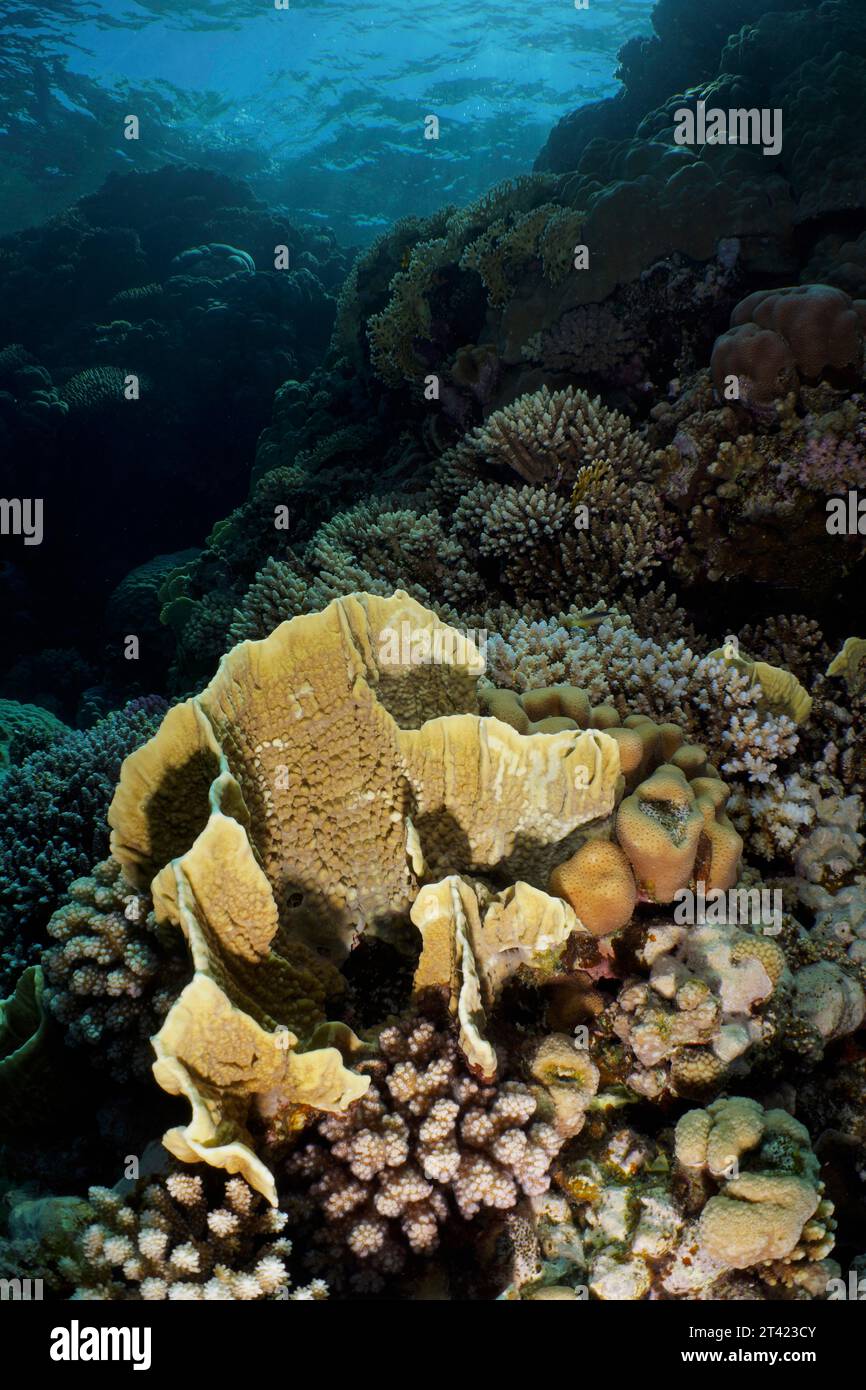 Blade firel coral (Millepora platyphylla), Dive Site House Reef ...