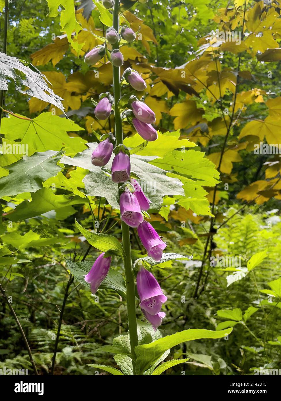 Foxglove growing wild in forest hi-res stock photography and images - Alamy