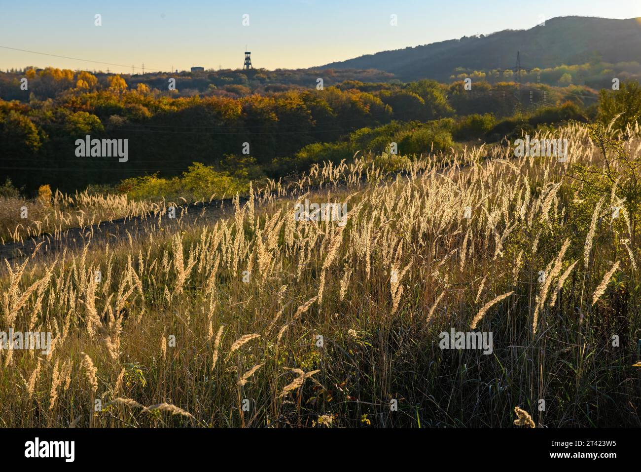 Black-grass (Alopecurus myosuroides) grass of genus foxtail grasses ...